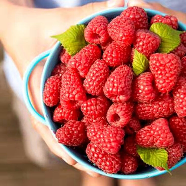 新鲜树莓红树莓新鲜网红覆盆子红莓孕妇水果黑树莓 红树莓1盒【图片 价格 品牌 评论】-京东