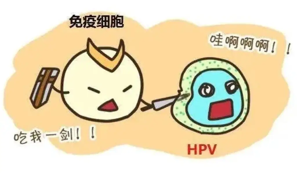 宫颈癌的预防和治疗（二）丨你是怎么感染上hpv的？ 京东健康