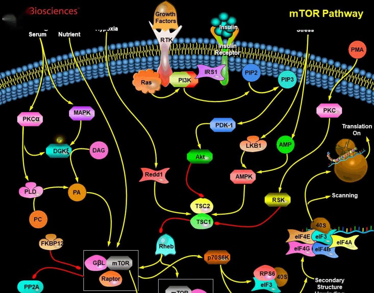 一文让你彻底了解mTOR信号通路-京东健康